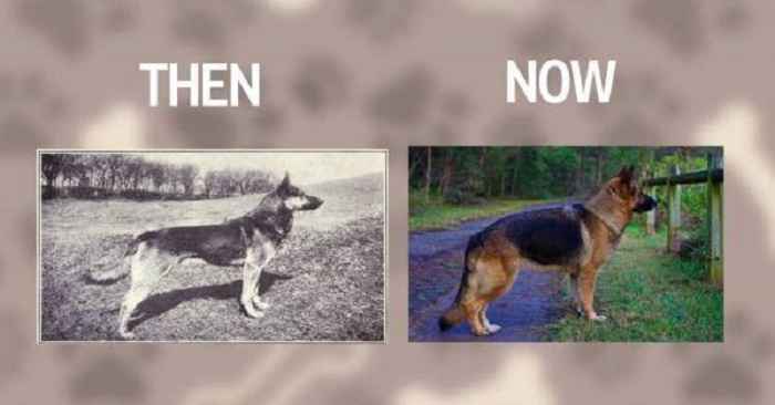 German Shepherd Dog Then And Now - Viral Gala German Shepherd Dog Then And Now - Viral Gala